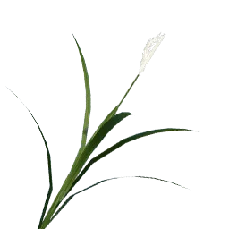 Hasta Köy - Crimson Desert Hernand Sakinlerinin Hikâyeleri